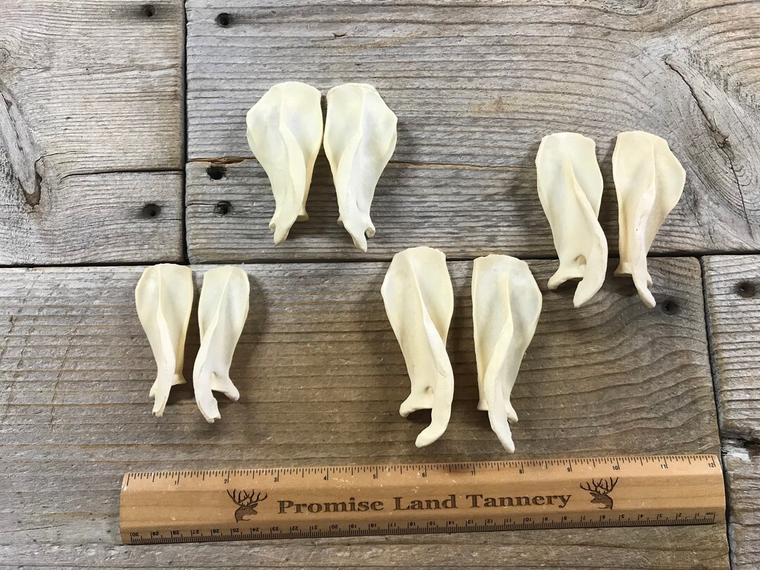 Craft Grade Beaver Scapula - 1 Pair - Stock No. 1-174 - Etsy