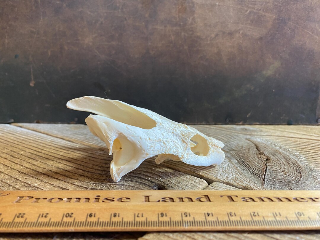 Snapping Turtle Skull Collector Quality Chelydra Serpentina Lot No ...