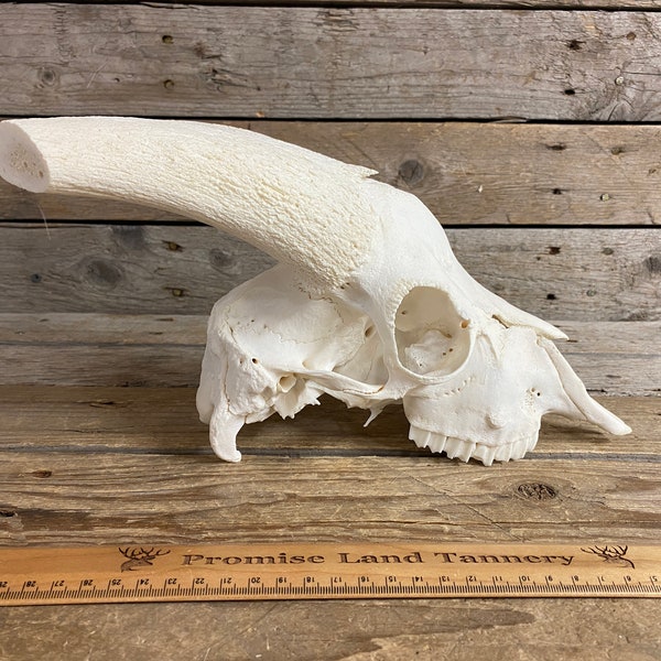 Goat Skull - Etsy