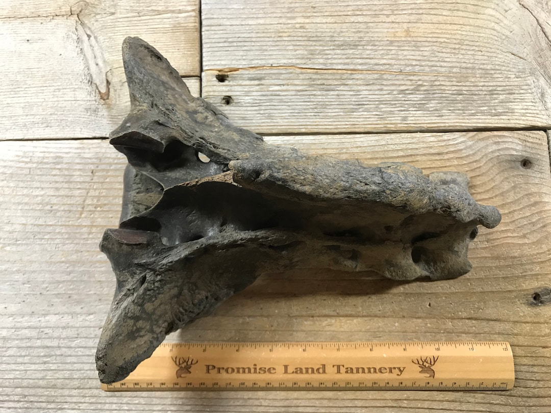 Fossil Bison Sacrum Bone Nebraska Lot No. 201016-HH - Etsy