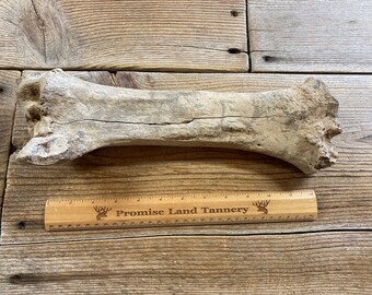 Fossil Bison Thoracic Vertebra Bone Nebraska Lot No. 200510-VVV - Etsy