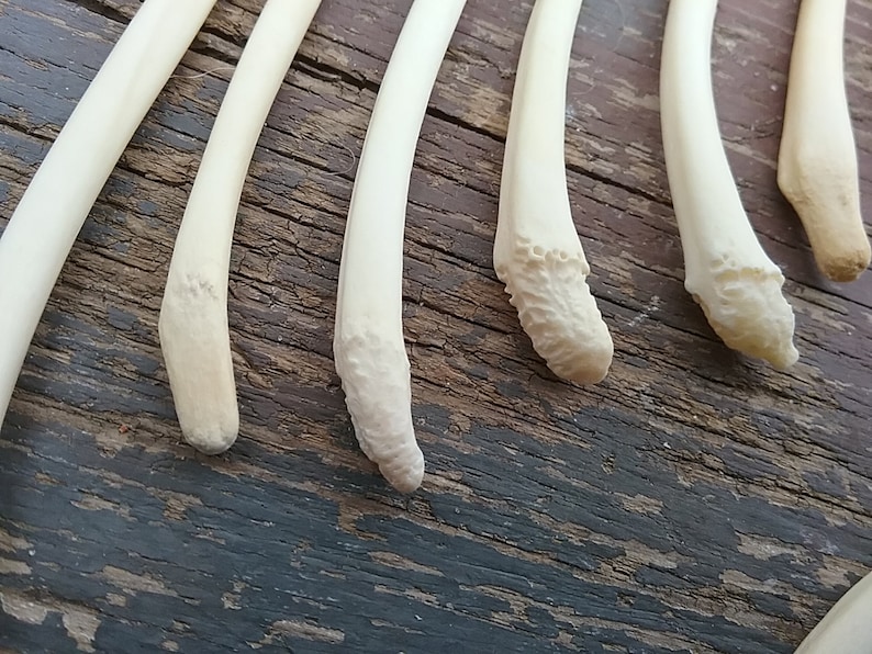 Raccoon Baculum Bones Real Penis Bones Assorted Pieces | Etsy