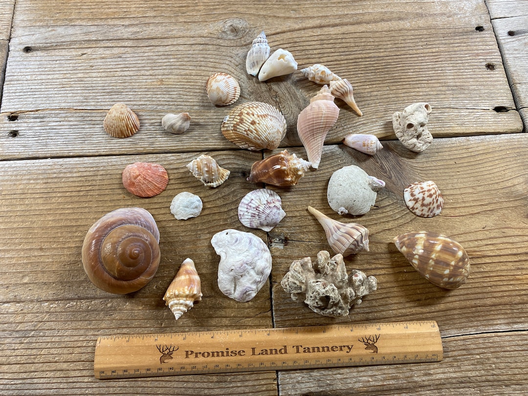 Large Assortment of Seashells Collection of 24 Pieces Lot No. 220721-HH ...
