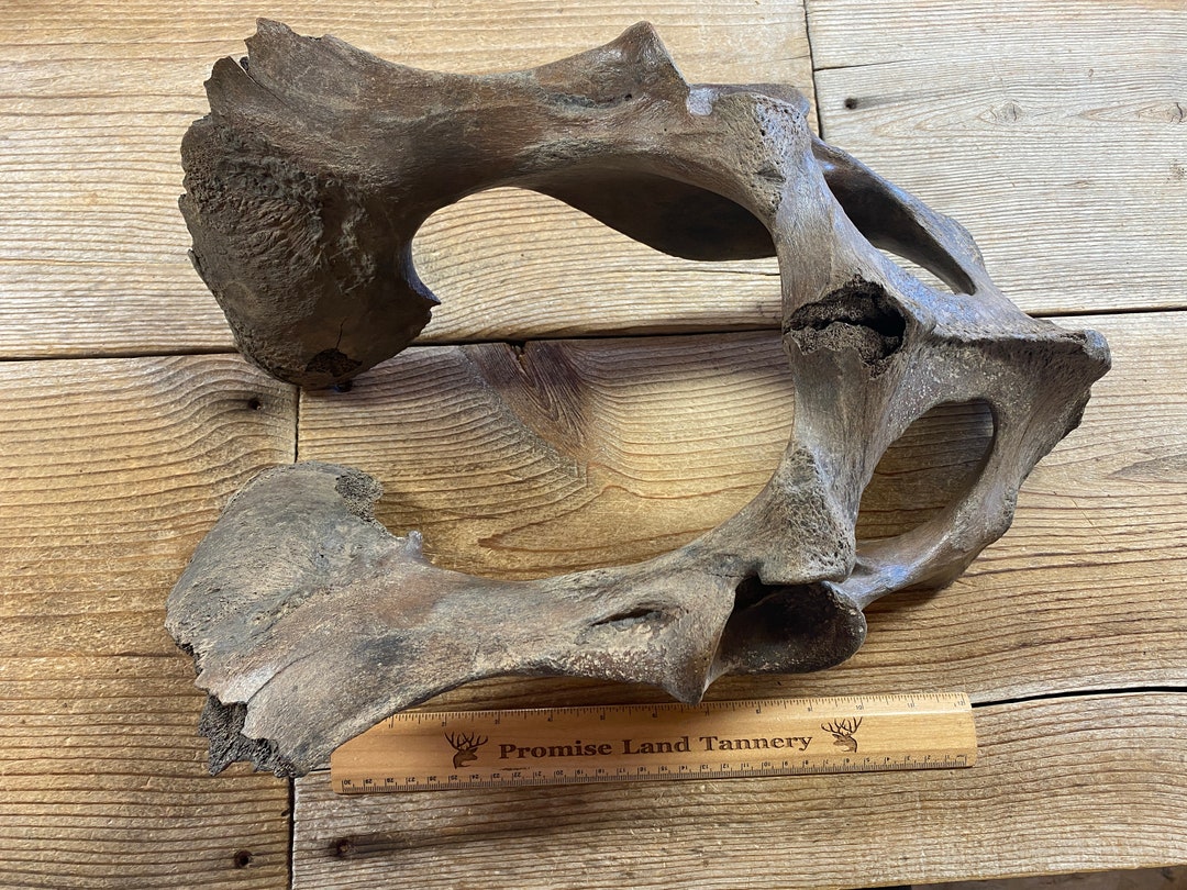 Fossil Bison Pelvis - Nebraska - Lot No. 221117-B - Etsy