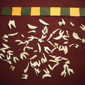 Real Animal Teeth - Assorted Species - 25 Pieces - Stock No. 1-52 - Etsy