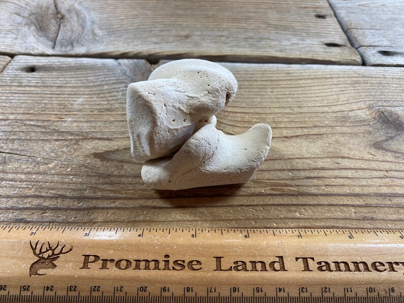 Juvenile Horse Talus and Calcaneus Bones Real Bone Lot No. | Etsy