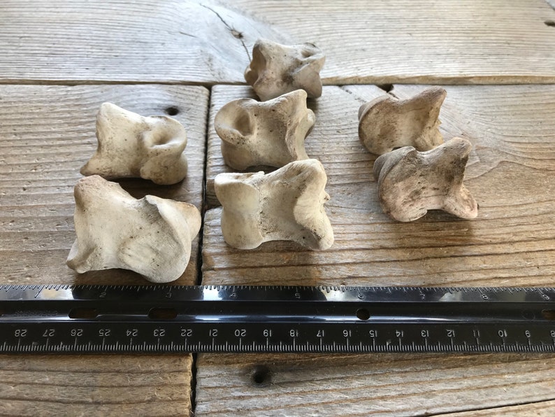 Lot of 7 Nature Cleaned Cow Toe Bones Real Bone Lot No. | Etsy
