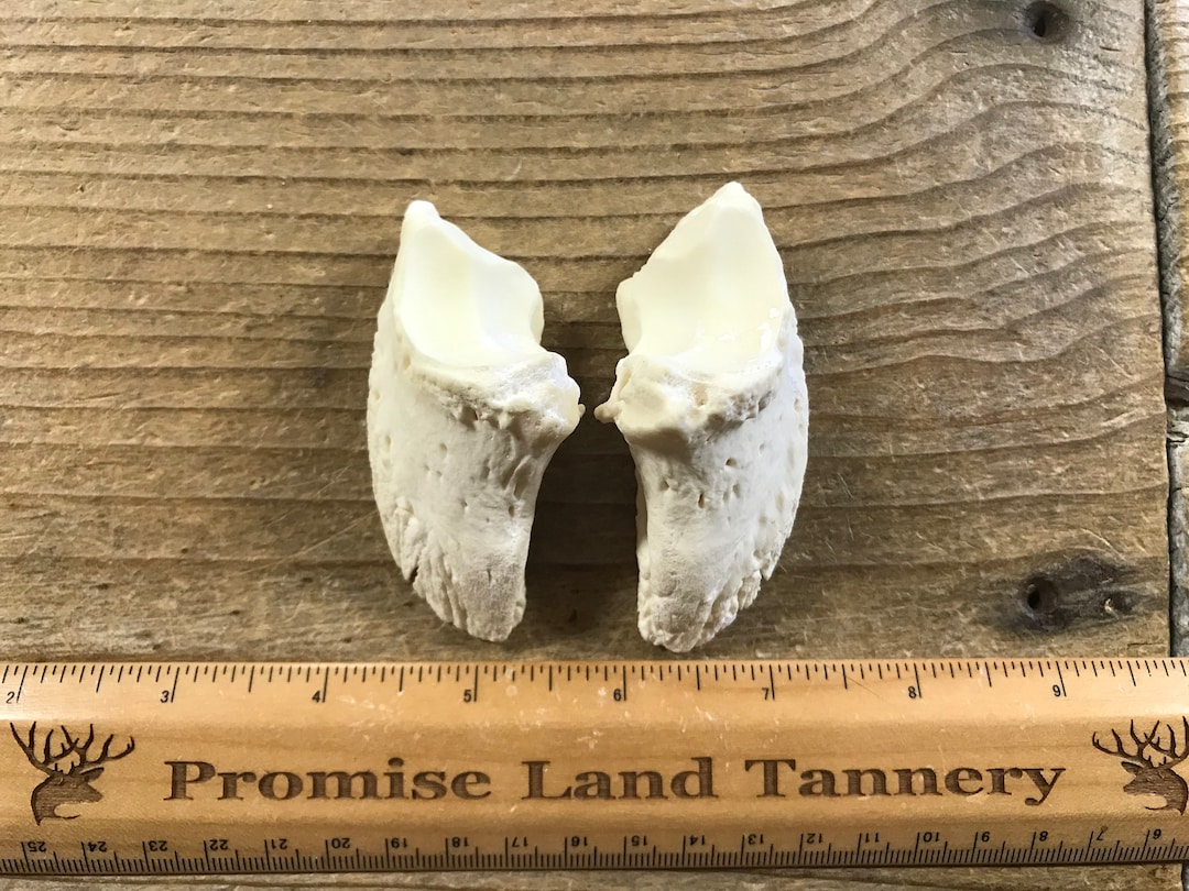 Cow Toe Bones - Real Bones - Lot No. 200816-D - Etsy