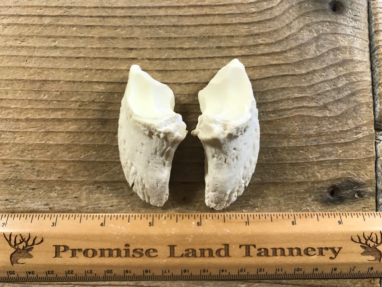 Cow Toe Bones Real Bones Lot No. 200816-D - Etsy