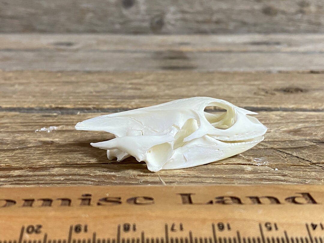 Spiny Soft Shell Turtle Skull Craft Quality Lot No. 220804-TT - Etsy