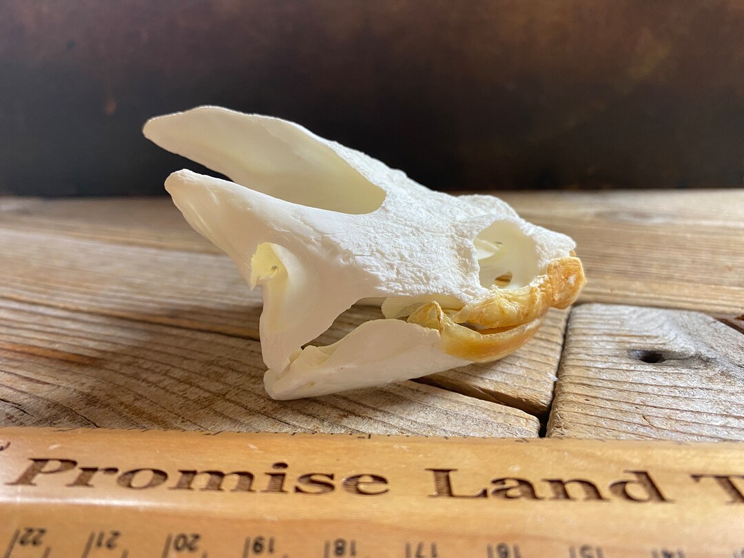 Snapping Turtle Skull Collector Quality Chelydra Serpentina Lot No ...