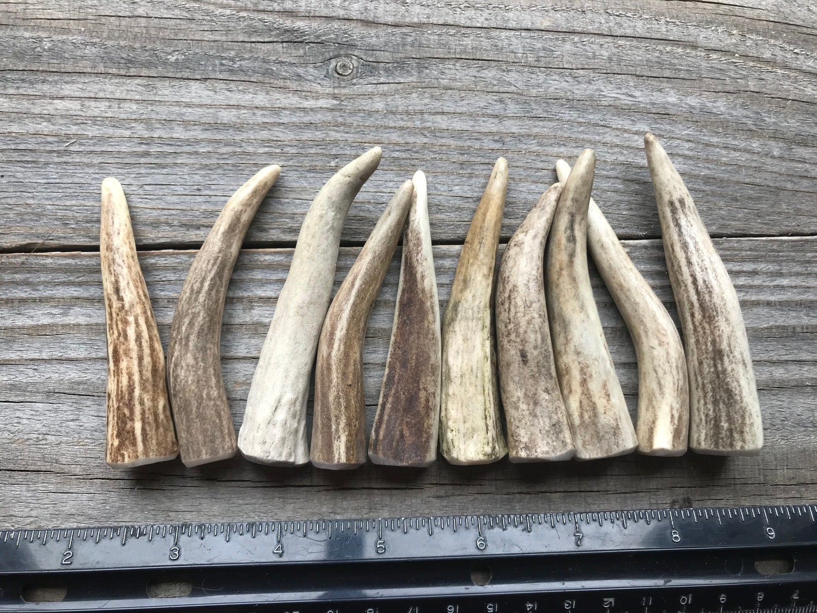 Deer Antler Points 3 to 3 3/8 Inches Drilled Your Way - Etsy