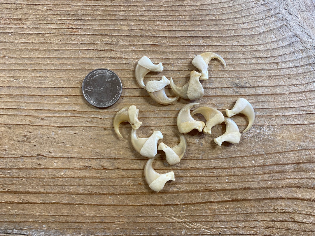 Real Jumbo Bobcat Claws Natural Finish 12 Pieces Lot - Etsy