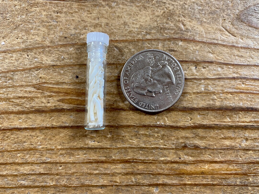 Micro Teeth in a Glass Vial - Real Teeth - Lot No. 210408-P - Etsy