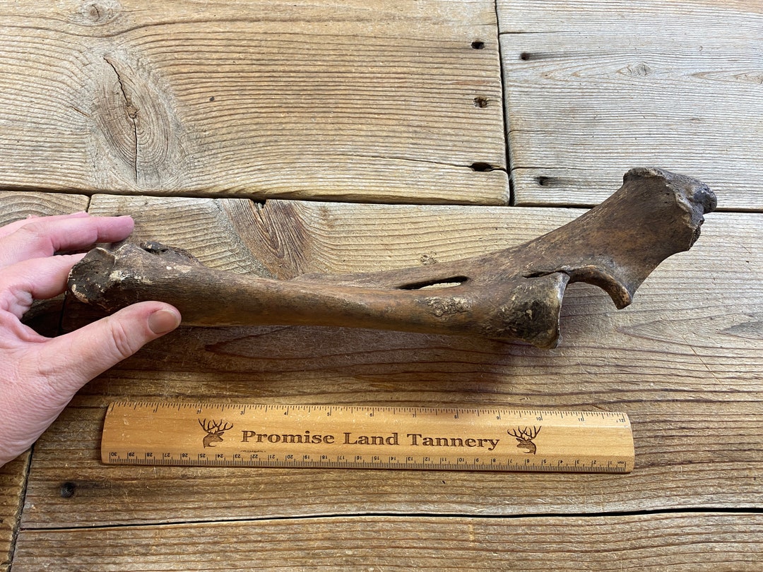 Fossil Bison Radius Ulna Bone Nebraska Lot No. 221203-EE - Etsy