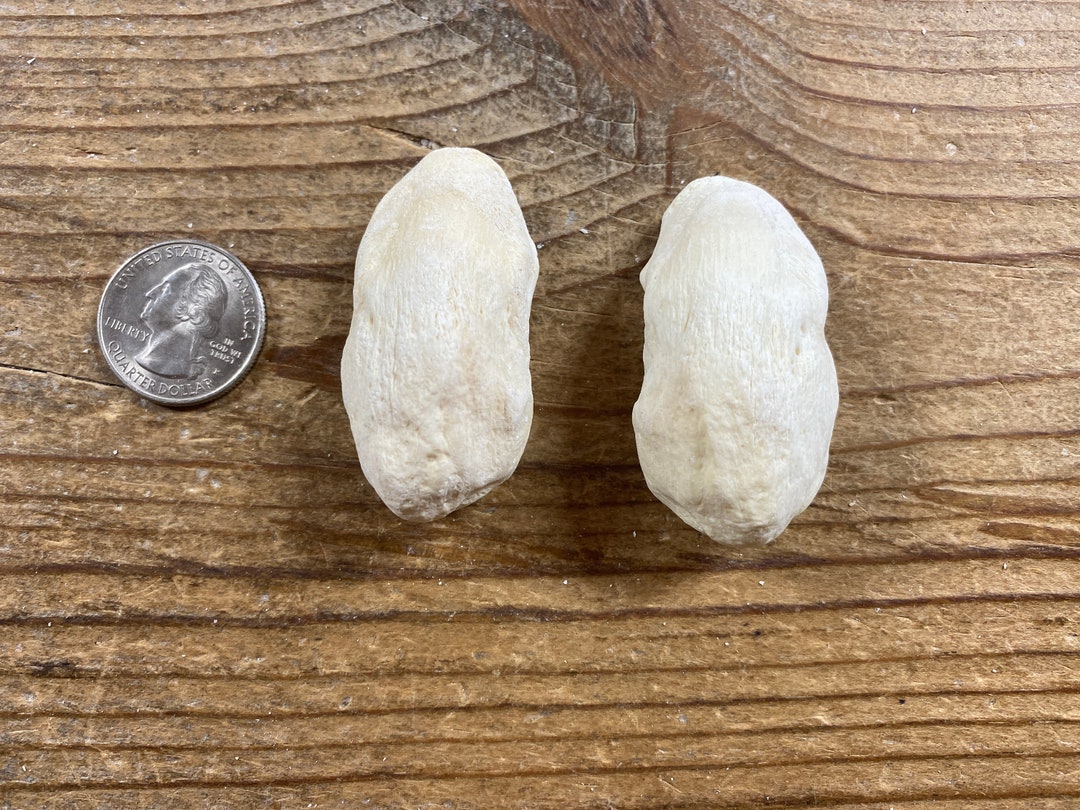 Llama Kneecap Bones One Pair Real Bone Lot No. 220904-H - Etsy