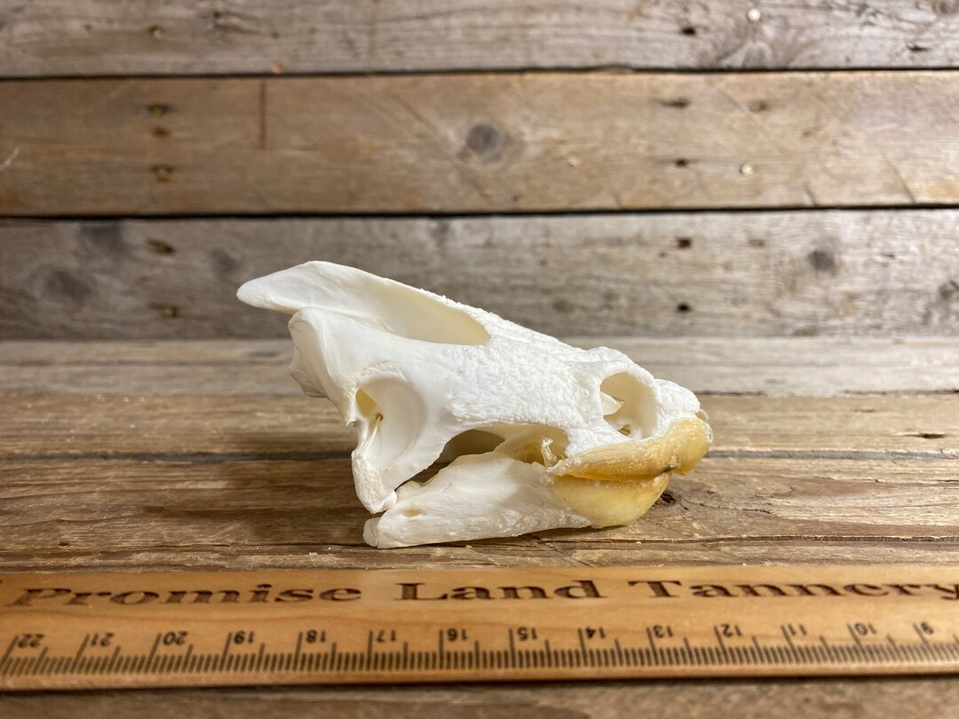 Snapping Turtle Skull Classic Quality Chelydra Serpentina - Etsy