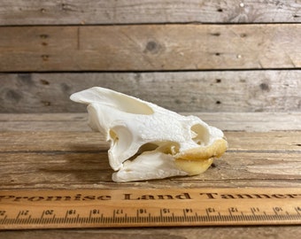 2/3 Scale Alligator Snapping Turtle Skull Replica museum Quality - Etsy