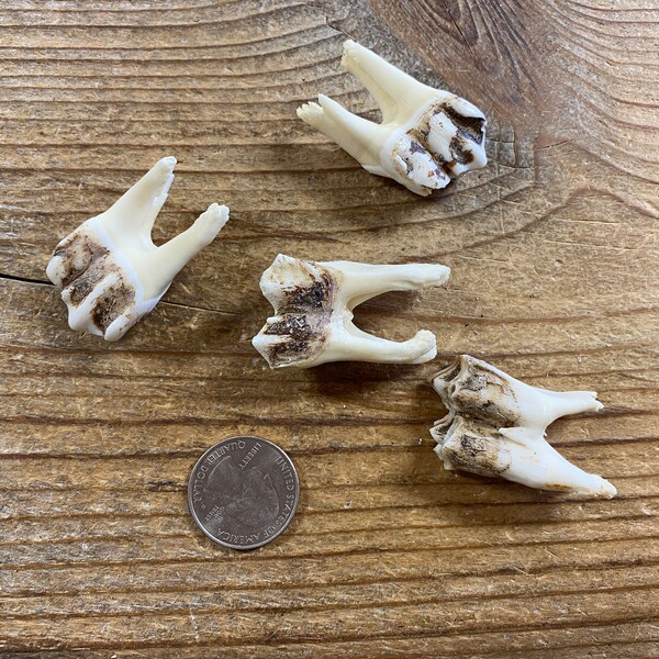 Animal Teeth - Etsy