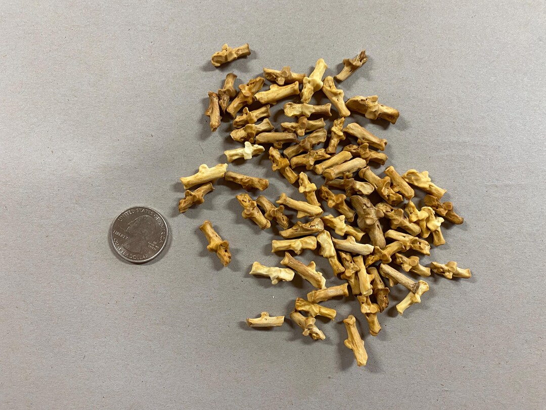 Lot of Small Domestic Rabbit Heel Bones - 64 Pieces for Runes - Lot No ...