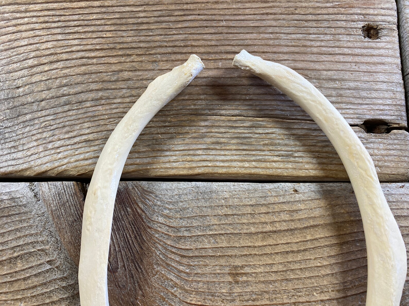 Pig Rib Bones Pair of Bones Real Bone Lot No. 210619-M - Etsy