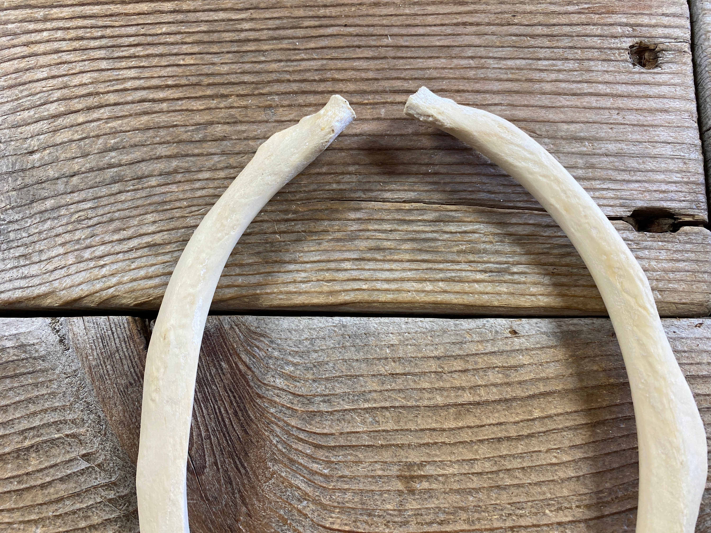 Pig Rib Bones Pair of Bones Real Bone Lot No. 210619-M - Etsy