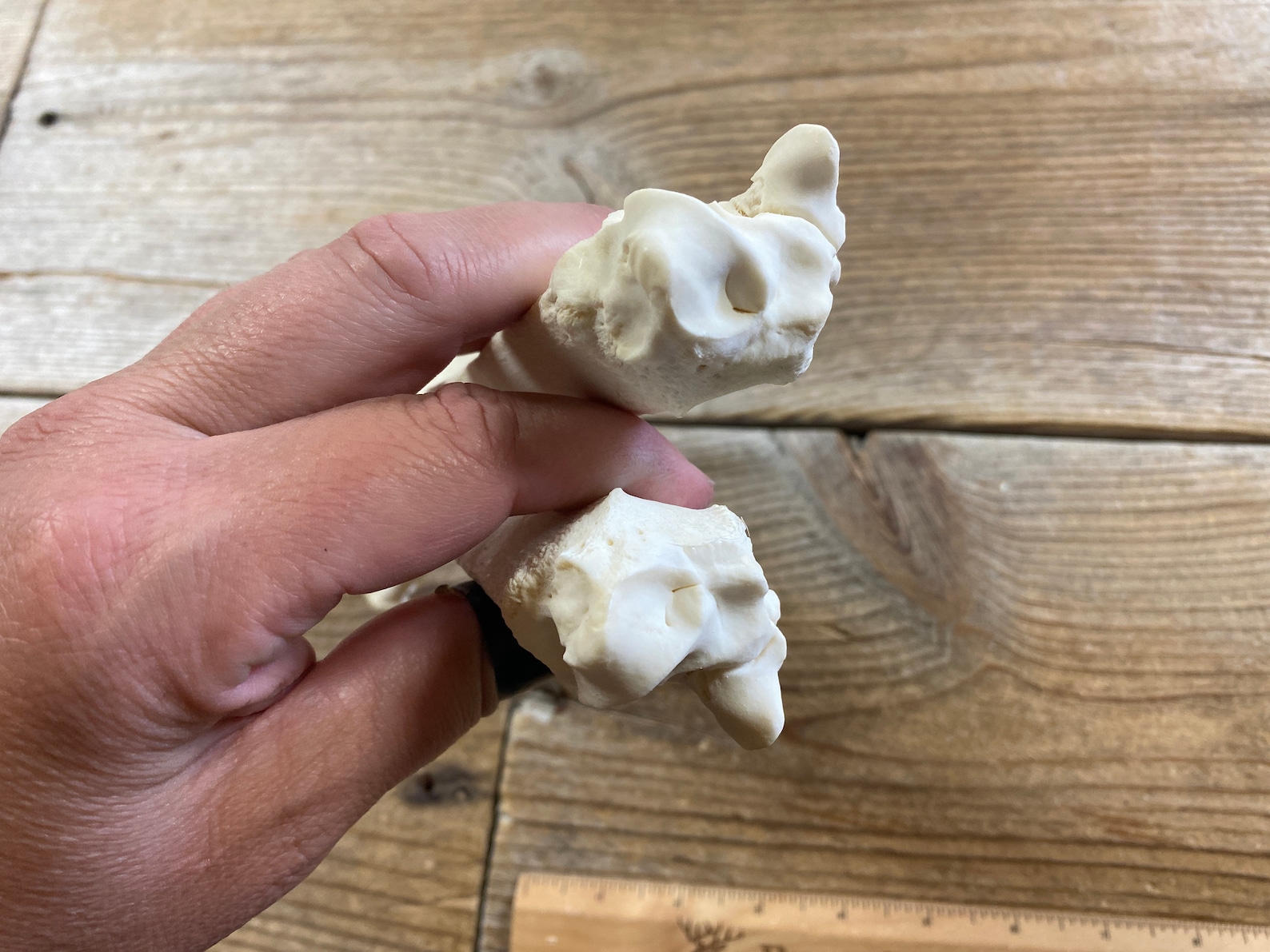 Goat Radius Ulna Bones Real Bones Lot No. 210610-LLL - Etsy