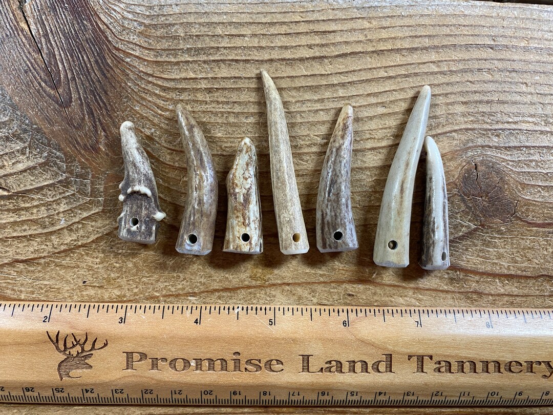 Drilled Antler Tips or Points for Pendants, Etc. 7 Assorted Pieces Lot ...