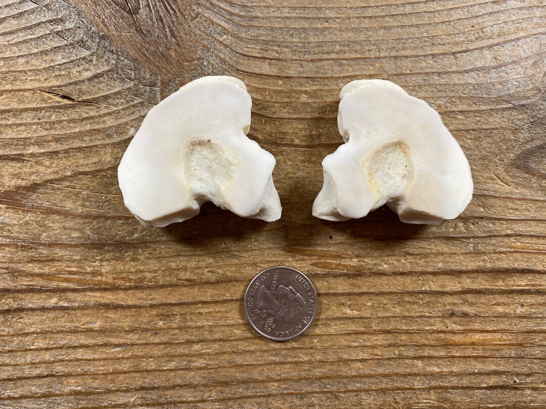 Pair of Assorted Mule Bones - Real Bone - Lot No. 210321-T - Etsy