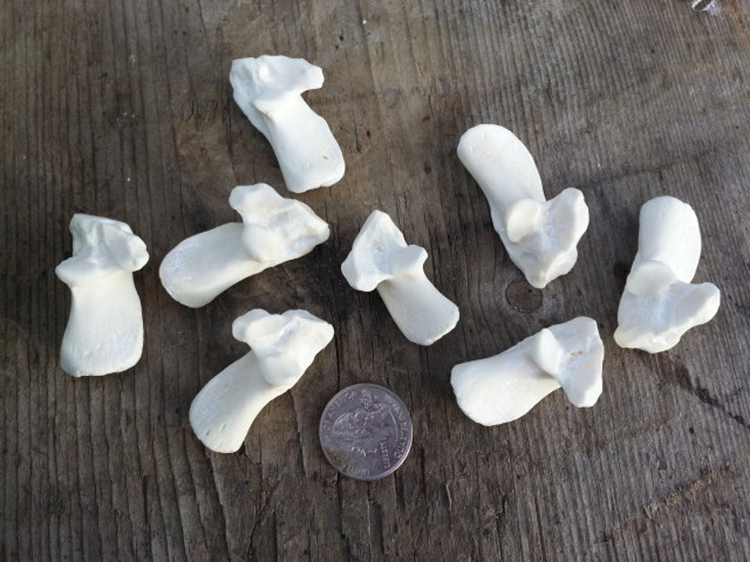 Mixed Beaver Calcaneus Heel Bones - Real Bones - Undrilled - 5 Assorted ...