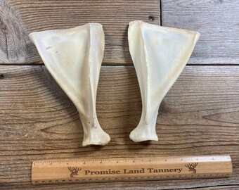 Shoulder Blade - Etsy