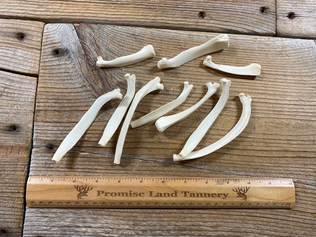 Jewlery Assortment of Pig Rib Bones - Real Bone - Lot No. 231102-E - Etsy