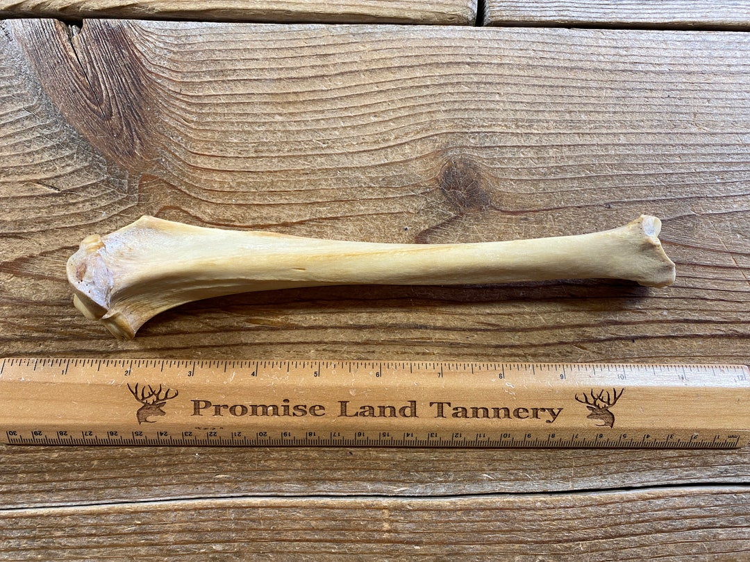 Medium Mammal Tibia Bone - Real Bone - Lot No. 230604-KKK - Etsy