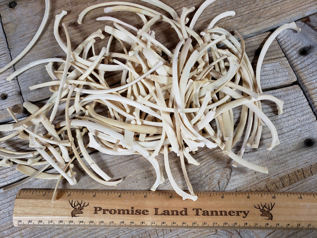 Western Coyote Ribs Real Bone 4 Pieces Stock No. 1-122 - Etsy España