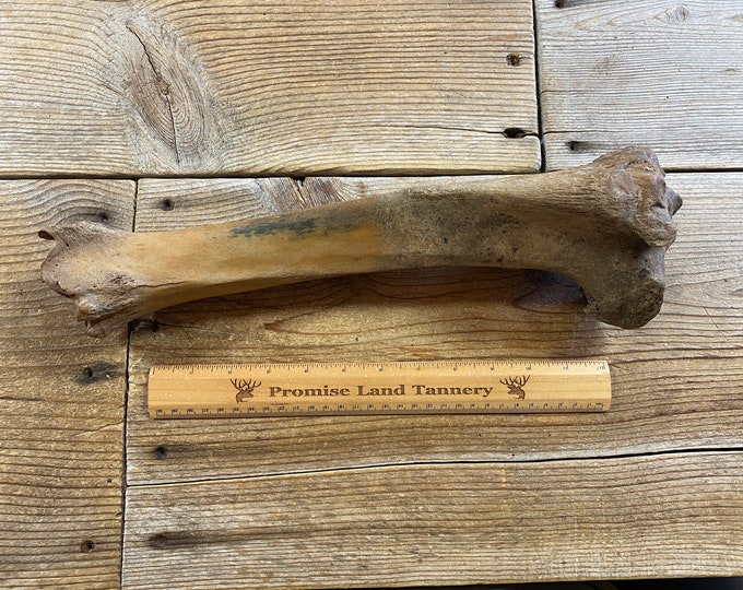 Fossil Bison Thoracic Vertebra Bone Nebraska Lot No. 200510-VVV - Etsy