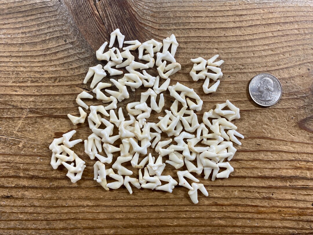 Coyote Teeth Real Animal Teeth 100 Pieces Lot No. 240609-EEE - Etsy