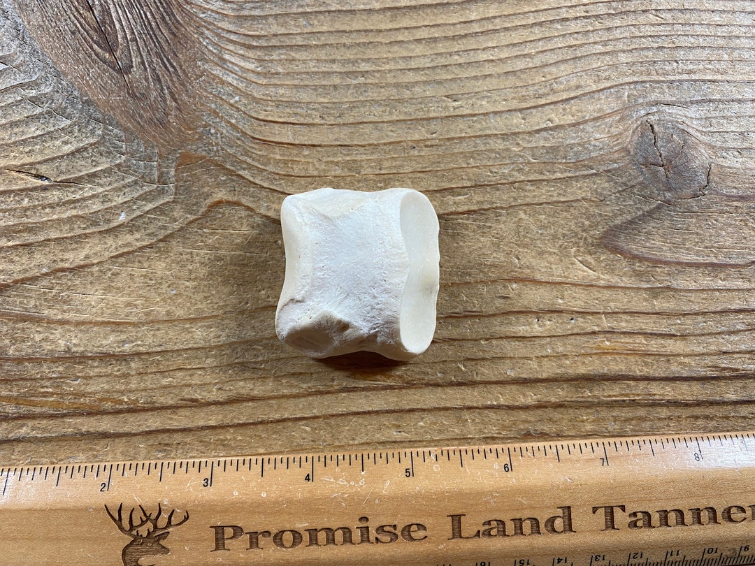 Mini Horse Short Pastern Bone Real Bone Lot No. 211107-UUU - Etsy