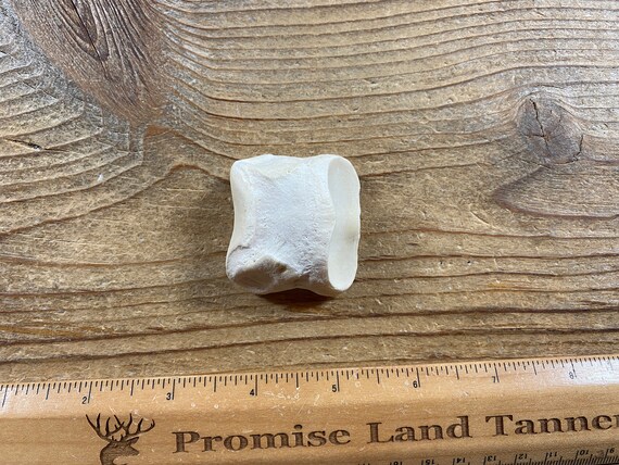 Mini Horse Short Pastern Bone Real Bone Lot No. 211107-UUU - Etsy