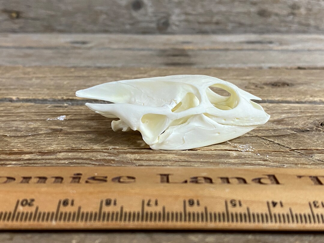 Spiny Soft Shell Turtle Skull Classic Quality Lot No. 220804-NN - Etsy