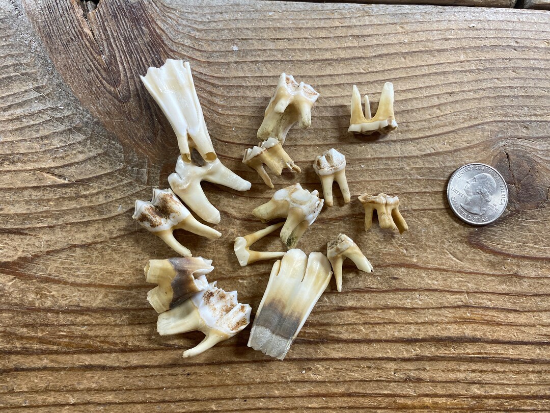Large Assorted Molars - Real Animal Teeth - 14 Teeth - Lot No. 220914-NN - Etsy