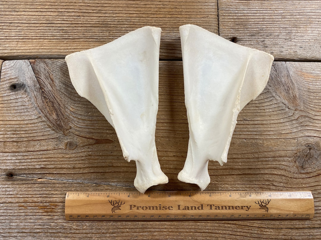 Goat Bones - Pair of Scapula Bones - Real Bones - Lot No. 230921-DDD - Etsy
