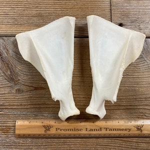 Goat Bones - Pair of Scapula Bones - Real Bones - Lot No. 230921-DDD - Etsy