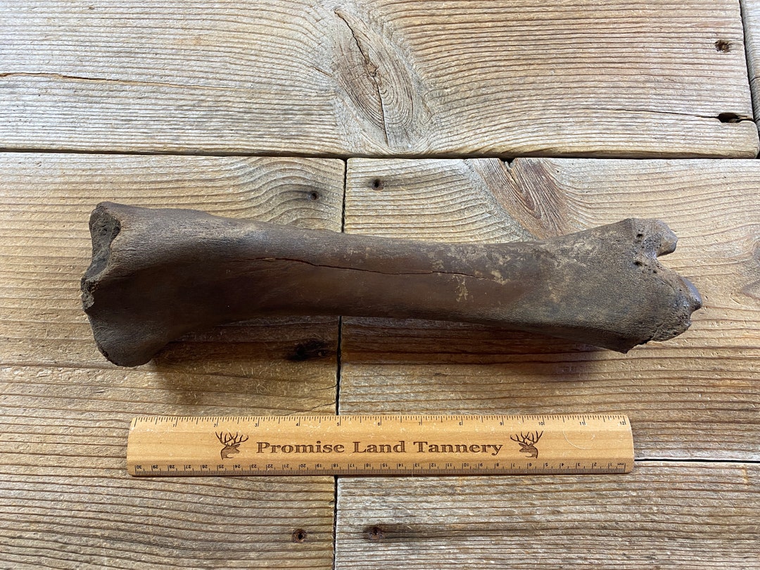 Fossil Bison Tibia Bone - Nebraska - Lot No. 211107-GG - Etsy