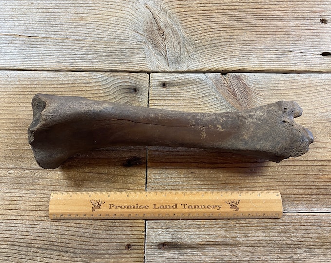Fossil Bison Tibia Bone - Nebraska - Lot No. 211107-GG - Etsy