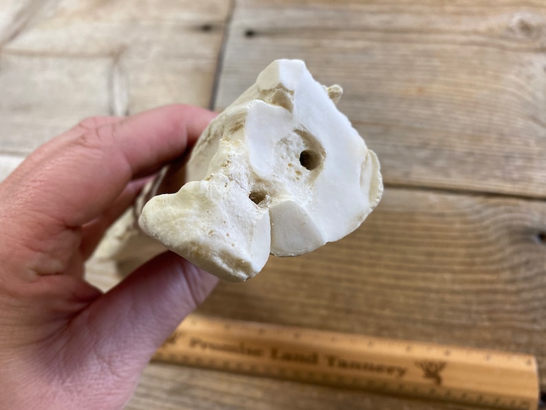 One Horse Cannon Leg Bone Real Bone Lot No. 211114-MM | Etsy