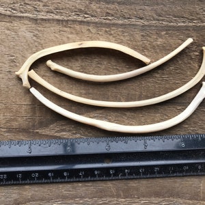 Western Coyote Ribs- Real Bone - 4 Pieces- Stock No. 1-122 - Etsy