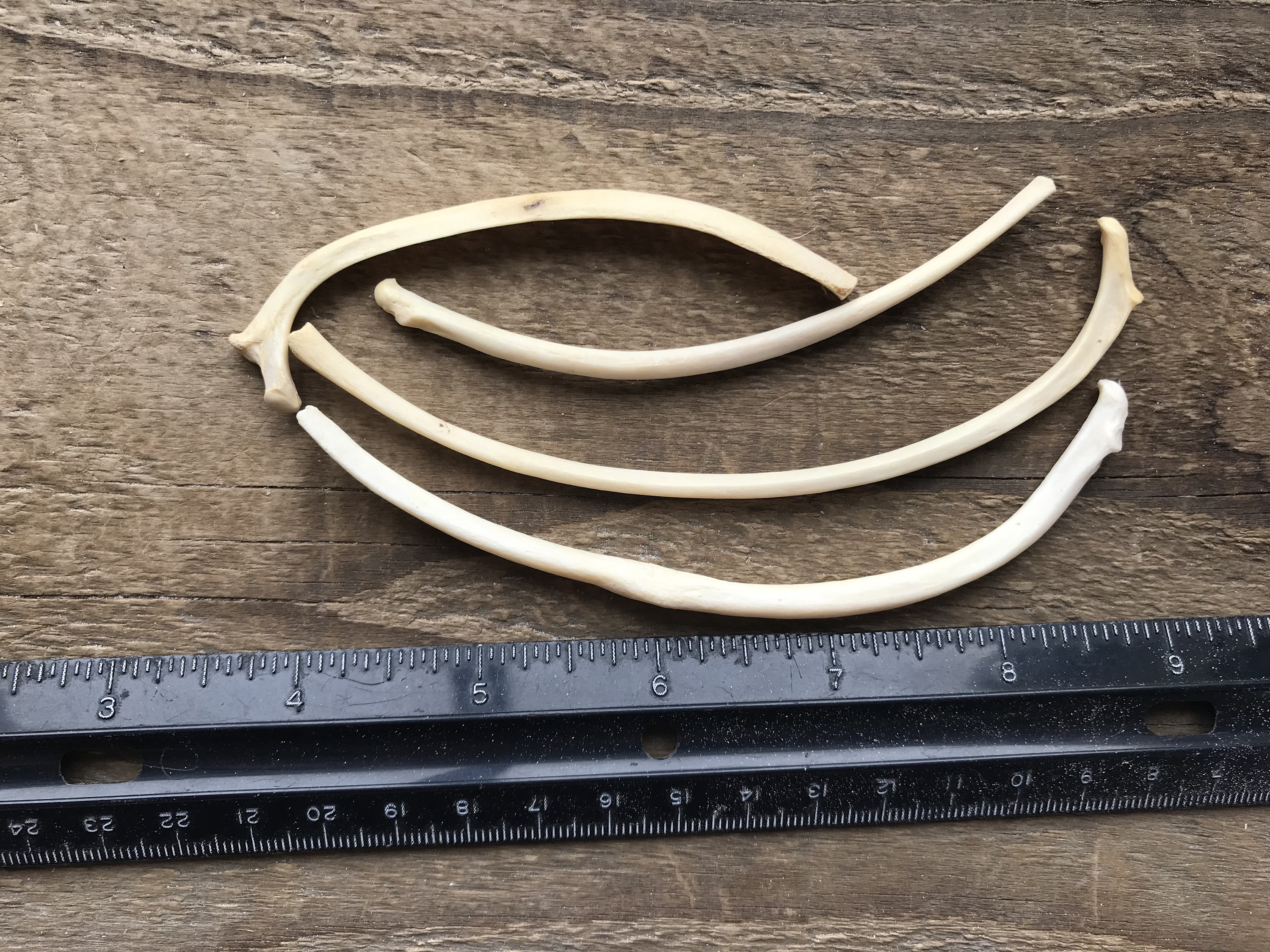 Western Coyote Ribs Real Bone 4 Pieces Stock No. COYRB4 | Etsy