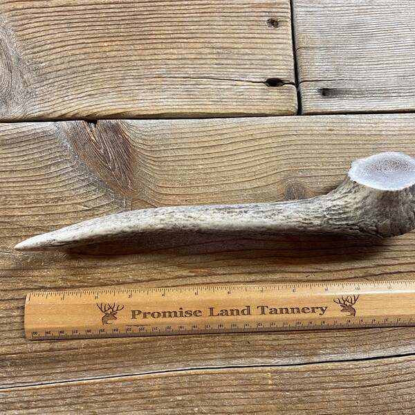 Large Antler Knife Handles - Etsy