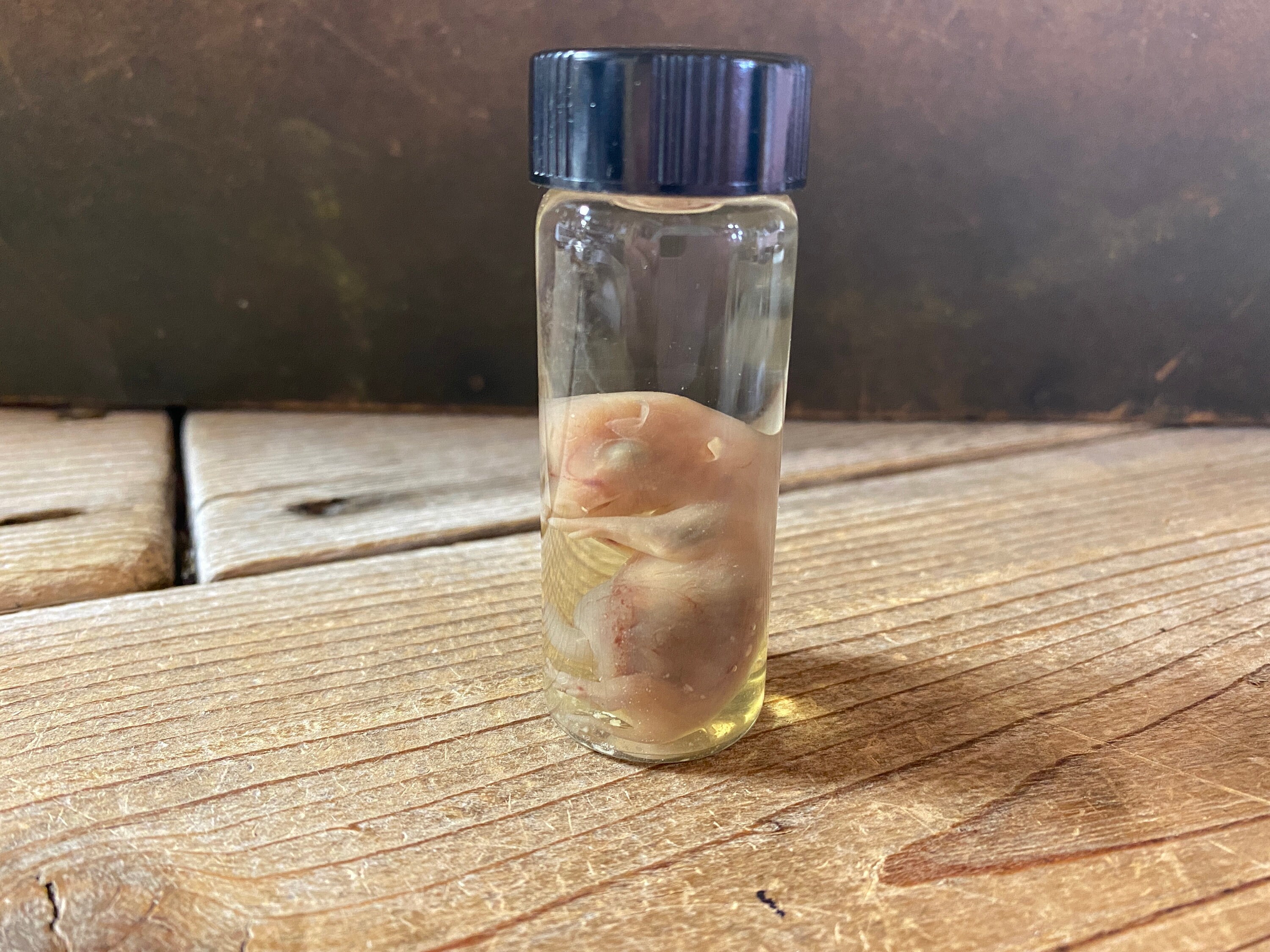 Wet Preserved Domestic Fetal Mini Pig Jarred Specimen - Etsy