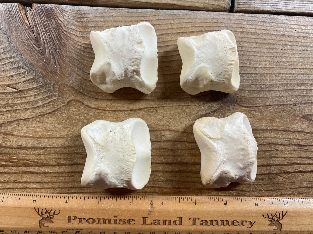 Lot of 4 Horse Short Pastern Bones - Real Bone - Lot No. 231205-Y - Etsy